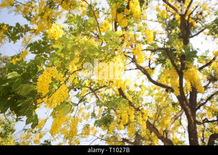 Cassia fistula, known as the golden rain tree, canafistula and in ...