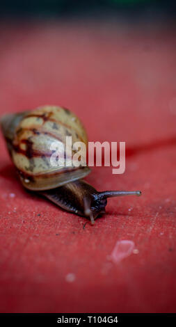 snail walking on red pavement Stock Photo - Alamy