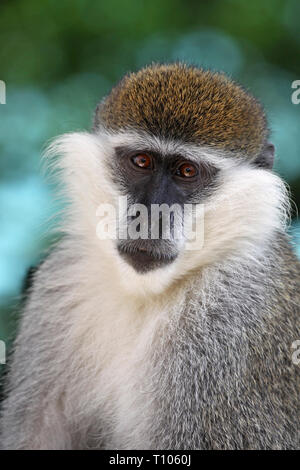 Grivet Monkey (Chlorocebus aethiops Stock Photo - Alamy