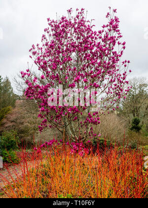 Magnolia orange blooms Stock Photo - Alamy