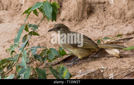 Pycnonotus blanfordi on the ground in nature Stock Photo - Alamy