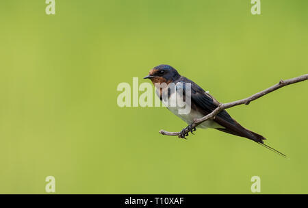 Hirundo rustica on branch tree with green background Stock Photo - Alamy