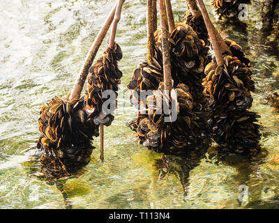 Mussels growing on roots of Mangrove Tree, Edwin's Turtle Lake Marine ...