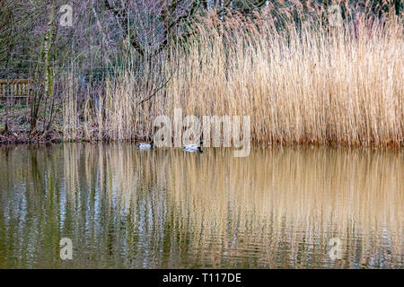 Nice Uk weather, lovely walk in the afternoon in public park with a ...