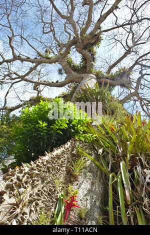 Large silk cotton tree growing on the roadside in Tobago Stock Photo ...
