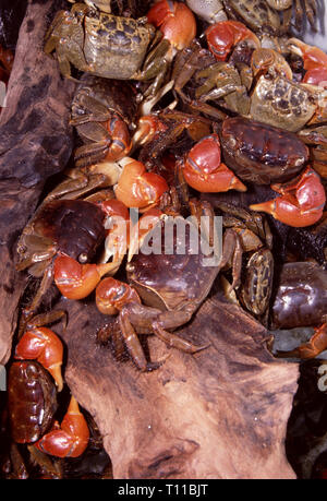 Red claw freshwater crab (Episesarma singaporense Stock Photo - Alamy
