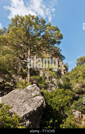 Pine tree on a cliff at Lissos gorge near Sougia, south-west coast of ...