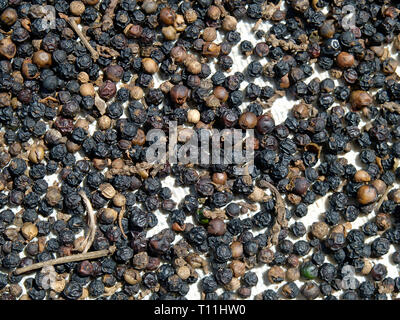 Black Pepper drying in the sun in Kerala, Southern India Stock Photo ...