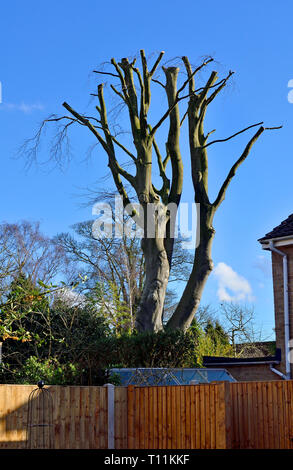 Pruning of copper beech tree in an urban garden with an unsecured ...