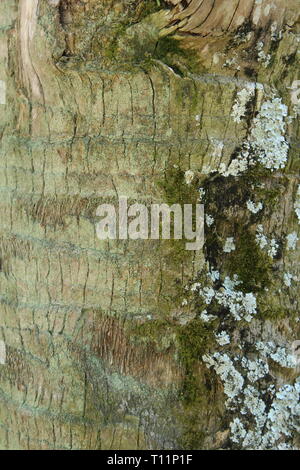 This close-up image taken on March 21, 2019, shows an Anthophora ...