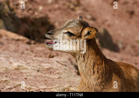 bambi is crying Stock Photo - Alamy