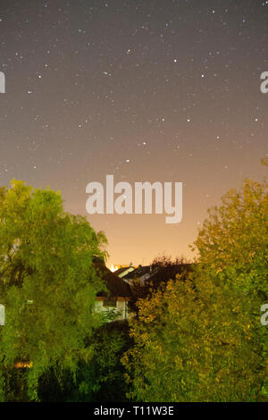 Green grape leaves at night in the rainy season Stock Photo - Alamy