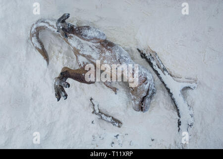 Dead tyrannosaurus rex under the snow in the extinction era Stock Photo ...