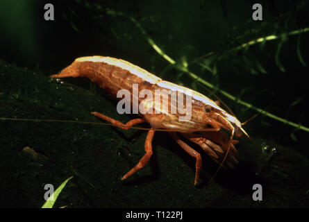 Wood or bamboo fan shrimp (Atyopsis moluccensis Stock Photo - Alamy