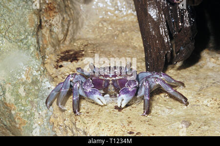 Violet vinegar crab (Episesarma versicolor Stock Photo - Alamy