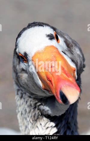 A close-up of a funny looking duck's face Stock Photo - Alamy