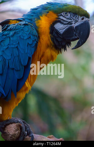 A close-up of an Ara ararauna, also known as the Blue-and-yellow Macaw ...