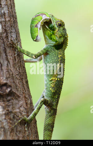 Okinawa Tree Lizard (Diploderma polygonatum) eating a caterpillar Stock ...