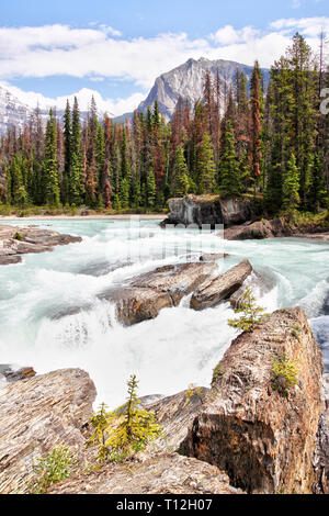 The rapid mountain river with a powerful rushing stream of water in the ...