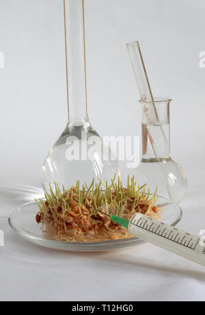 Alfalfa nutrition experiment Stock Photo - Alamy