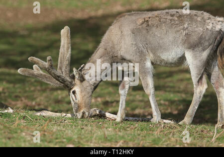 A magnificent stag Milu Deer, also known as Pére David's (Elaphurus ...