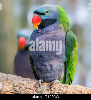Derbyan Parakeet / Lord Derby's Parakeet (psittacula derbiana Stock ...