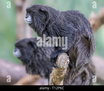 A Black-mantled Tamarin (Saguinus nigricollis) on a tree in Amazon rain ...