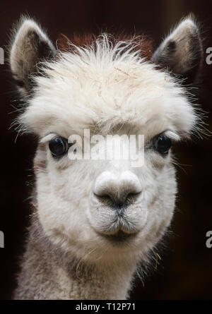 Close up of a young alpaca staring intensely staring toward camera ...