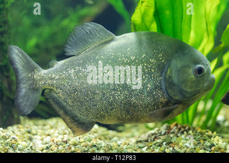 Piranha fish - side view Stock Photo - Alamy