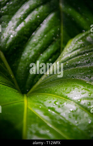 Full-frame view of a lush green Philadelphus shrub covered in white ...