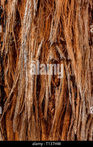 Stringy Bark Tree, Australian Native found in the bush throughout ...
