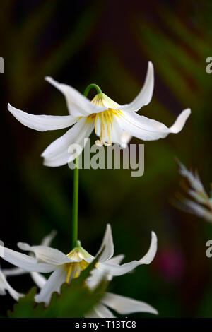 Erythronium Harvington Snowgoose,fawn lily,dogstooth violet,spring ...