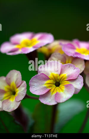 primula goldnugget,primulas,hybrid,hybrids,yellow,pink,peach,mix,mixed ...