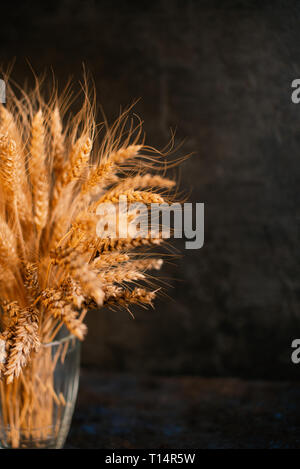 Cereals ears on the black textured background, sunny composition, copy ...