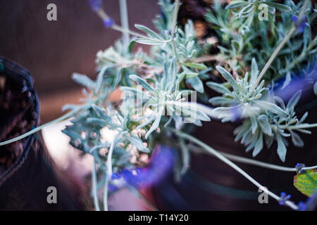 Lavender growing on balcony in grow sacks Stock Photo - Alamy