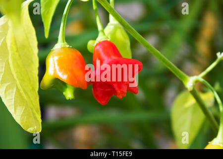 Chili Bishop´S Crown Stock Photo - Alamy