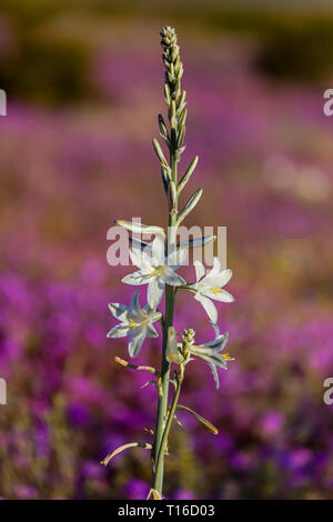 A desert flower about to bloom early morning Stock Photo - Alamy