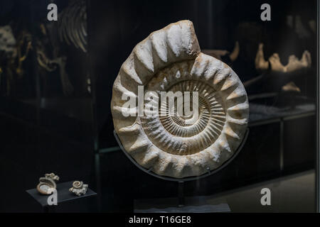 7 JUNE 2018, MILAN, ITALY: Expositions from the animal world placed in ...