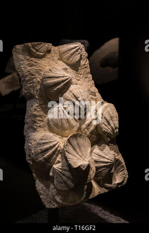 7 JUNE 2018, MILAN, ITALY: Expositions from the animal world placed in ...