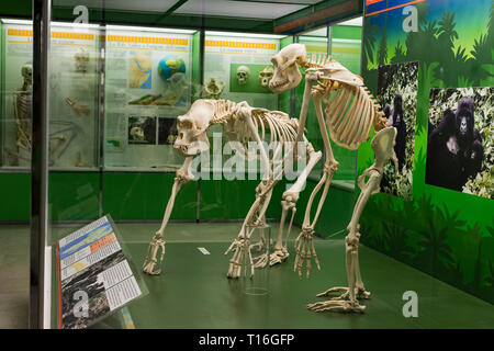 7 JUNE 2018, MILAN, ITALY: Expositions from the animal world placed in ...