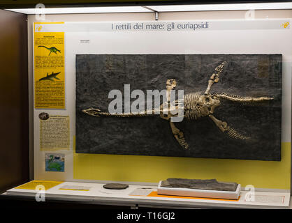 7 JUNE 2018, MILAN, ITALY: Expositions from the animal world placed in ...