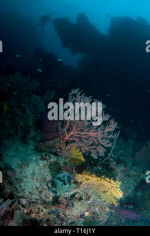 Reef Scene, J-Nose dive site, near Balbulol Island, Raja Ampat, West ...