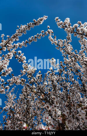 Almond orchards in full bloom in the Sacramento Valley of California ...