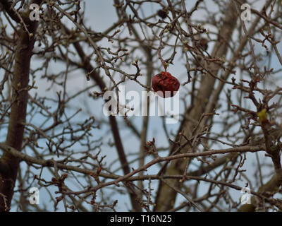 rotten apple hanging on the tree Stock Photo - Alamy