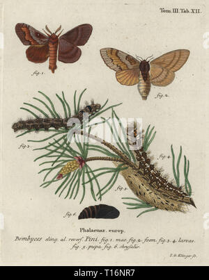 Pine-tree Lappet Moth (Dendrolimus pini), male Stock Photo - Alamy