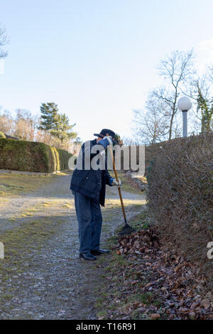 Old man raking fallen leaves in the garden, senior man gardening Stock ...