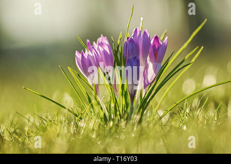 Dark purple crocus in the evening light Stock Photo - Alamy
