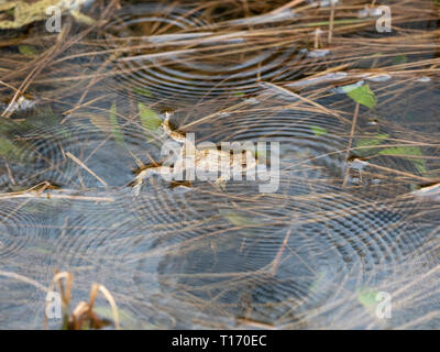 Common Toad swimming across a woodland pond, Scotland, UK Stock Photo ...