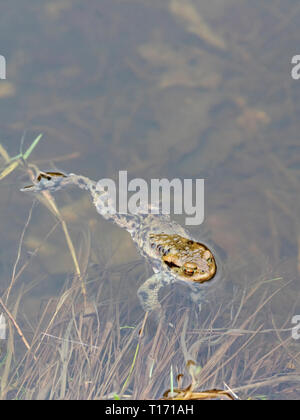 Common Toad swimming in a woodland pond, UK Stock Photo - Alamy