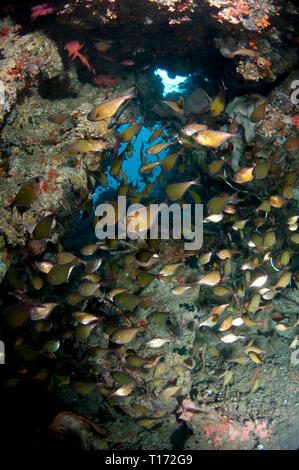 Vanikoro sweepers, Pempheris vanicolensis, Raja Ampat Indonesia Stock ...